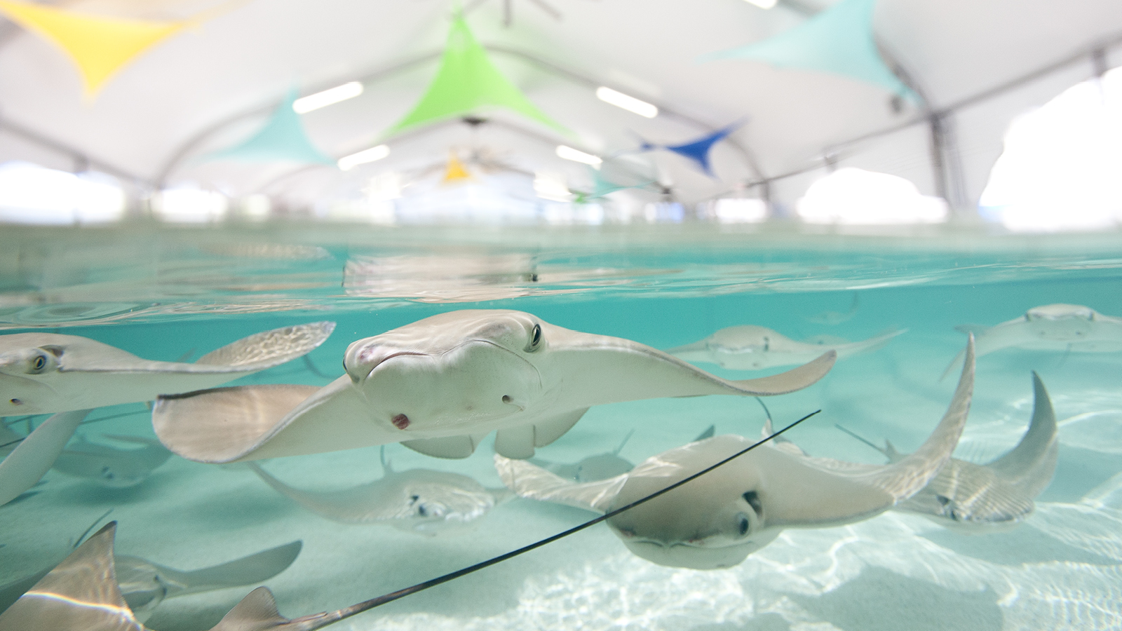 Stingrays Glide by in Shedd Aquarium's Stingray Touch Exhibit Reopened ...