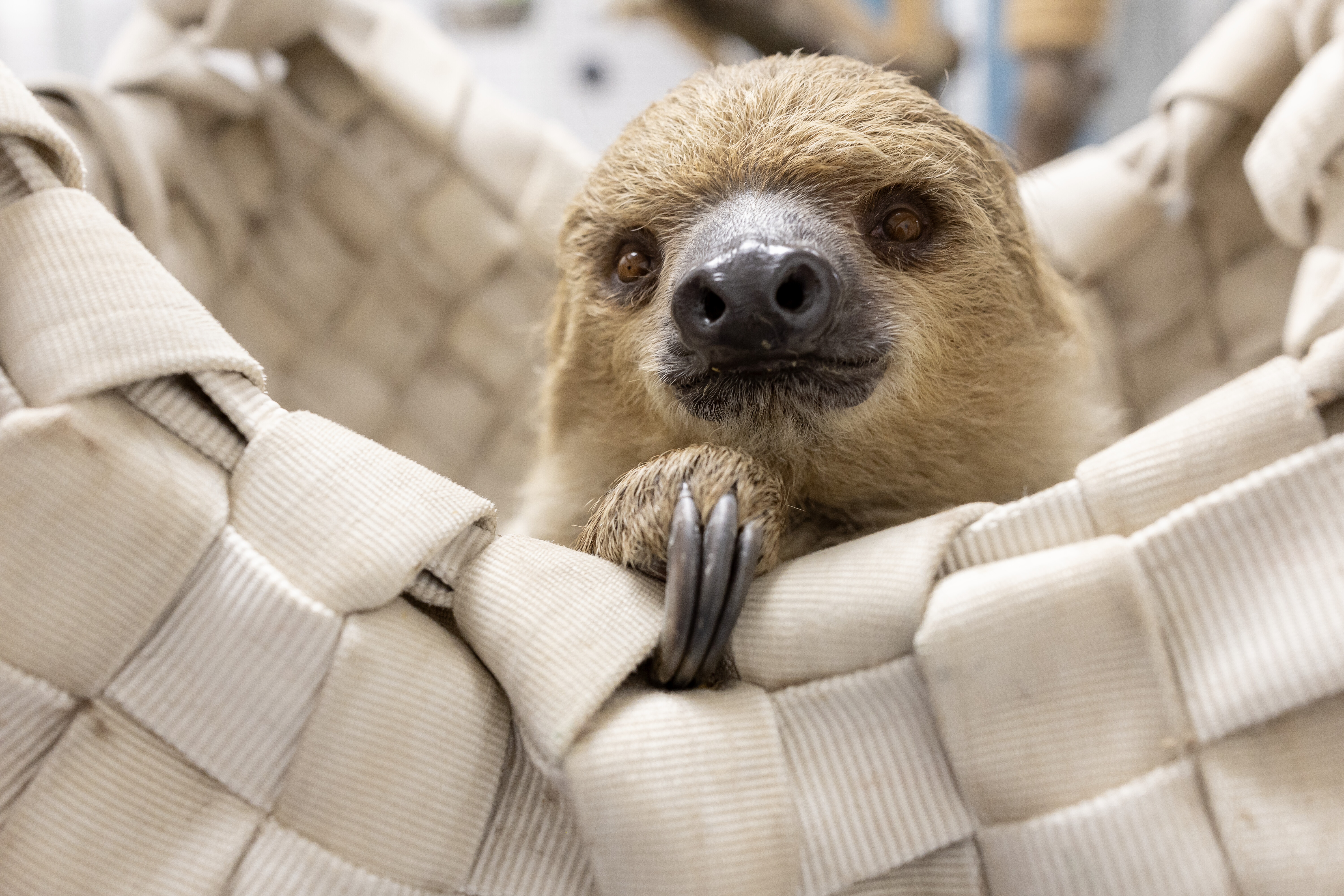 Meet Alface! A Two-Toed Sloth Settles Into Her New Home at Shedd ...