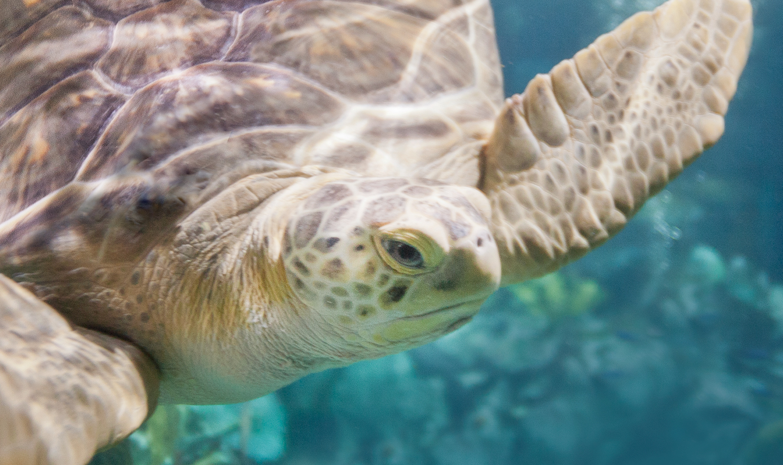 Decades Later, Scientist Reunites with Sea Turtle He Saved | Shedd Aquarium