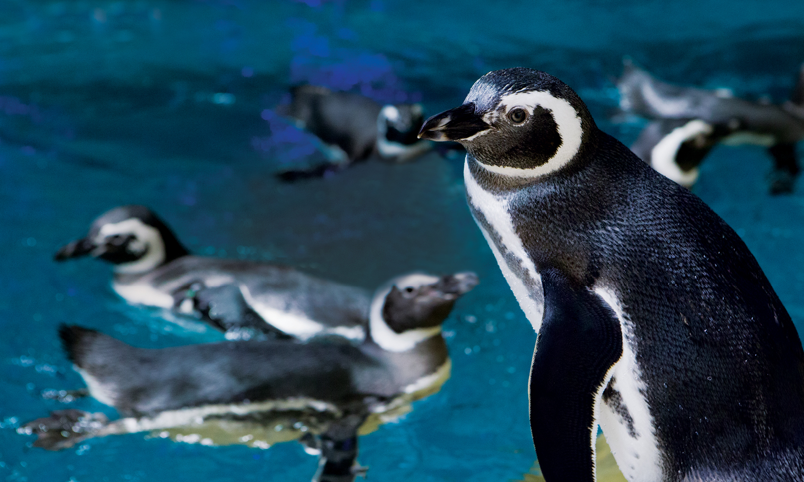 7 Animals Important to Latin Countries and Cultures | Shedd Aquarium