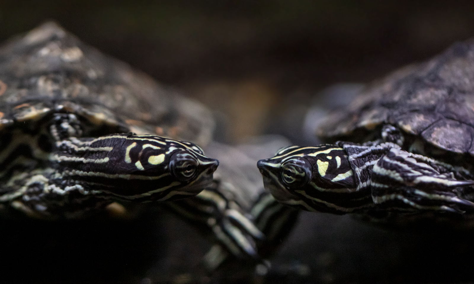 Turtles of Shedd | Shedd Aquarium