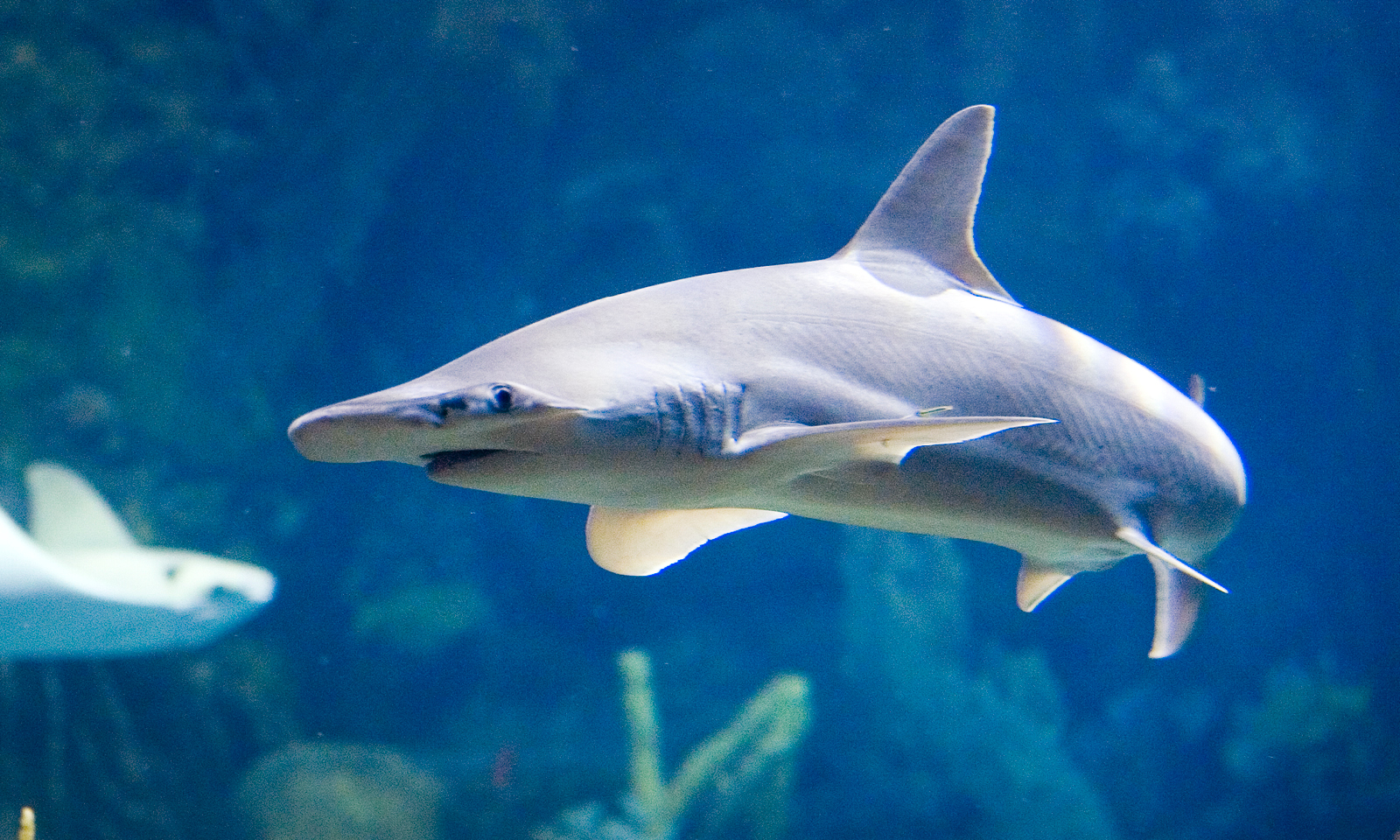 Shark Week at Shedd Aquarium: Local Ways to Celebrate | Shedd Aquarium
