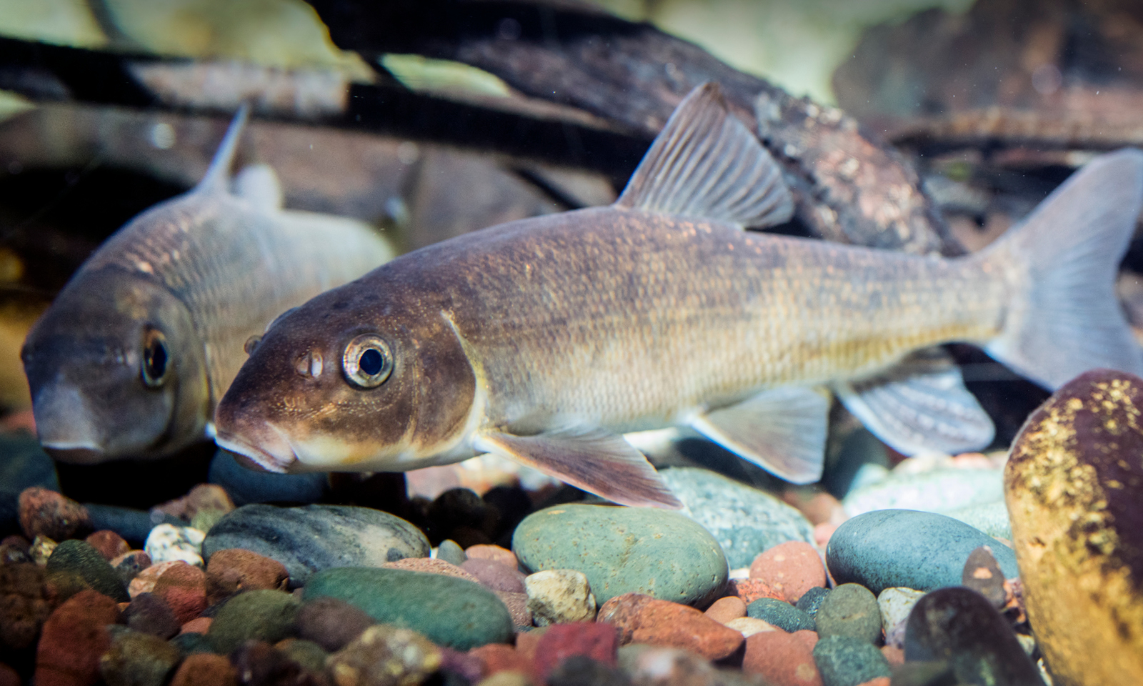 Researching a Great Lakes Migration: The Sucker Spawning Run | Shedd ...