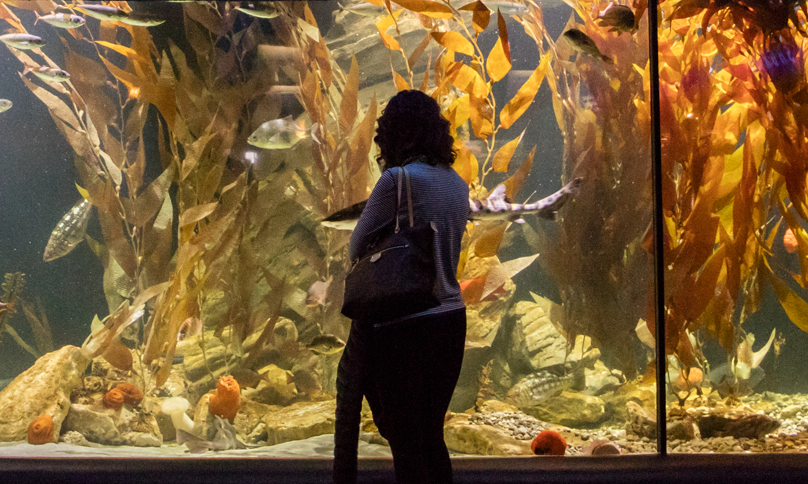 Meet the Animals in Shedd's Kelp Forest Exhibit | Shedd Aquarium
