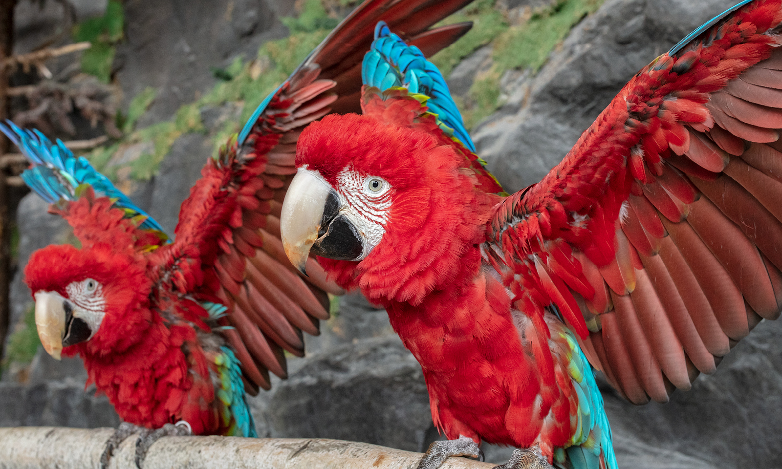 Birds of Shedd | Shedd Aquarium