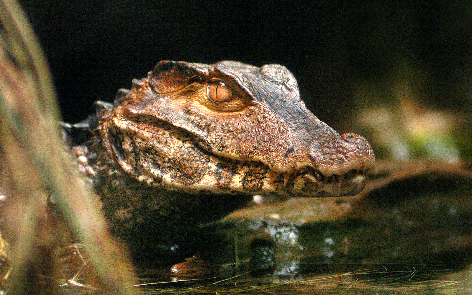 Dwarf Caiman | Shedd Aquarium
