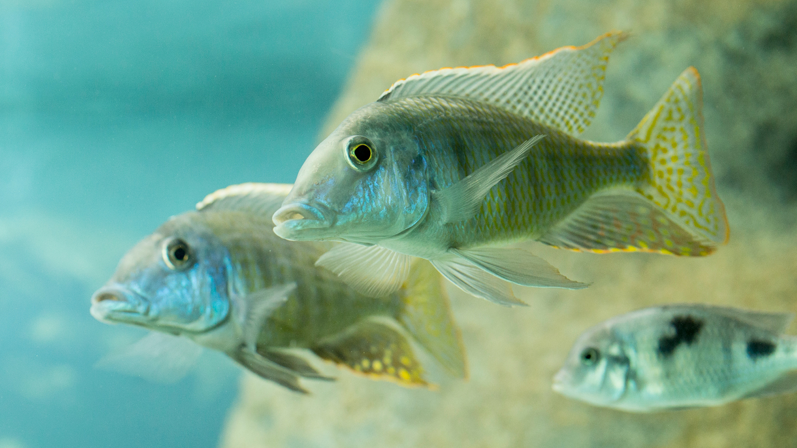 Freshwater Fishes | Shedd Aquarium