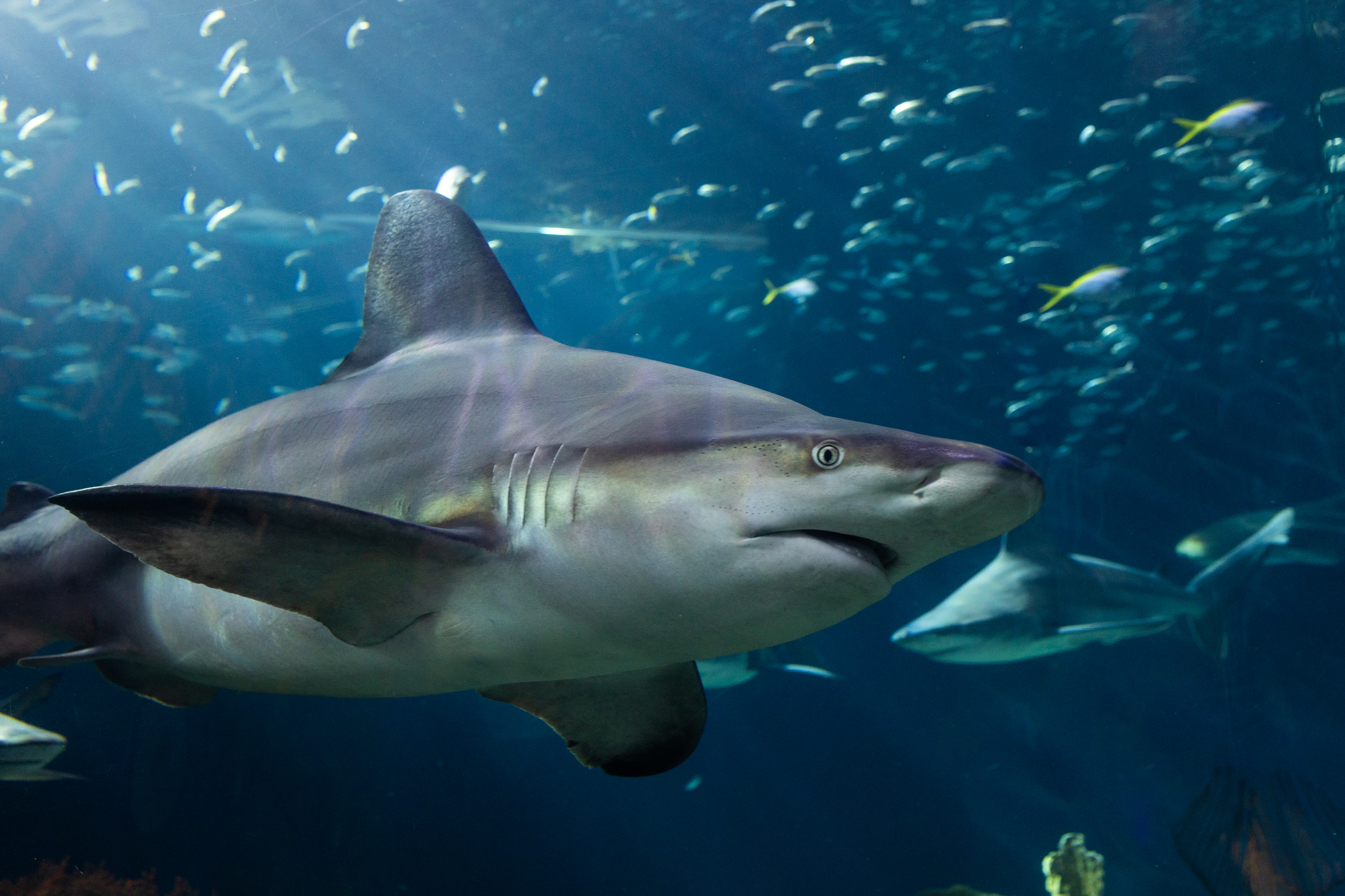 This Shark Week, Keep Sharks Swimming with Shedd Aquarium | Shedd Aquarium