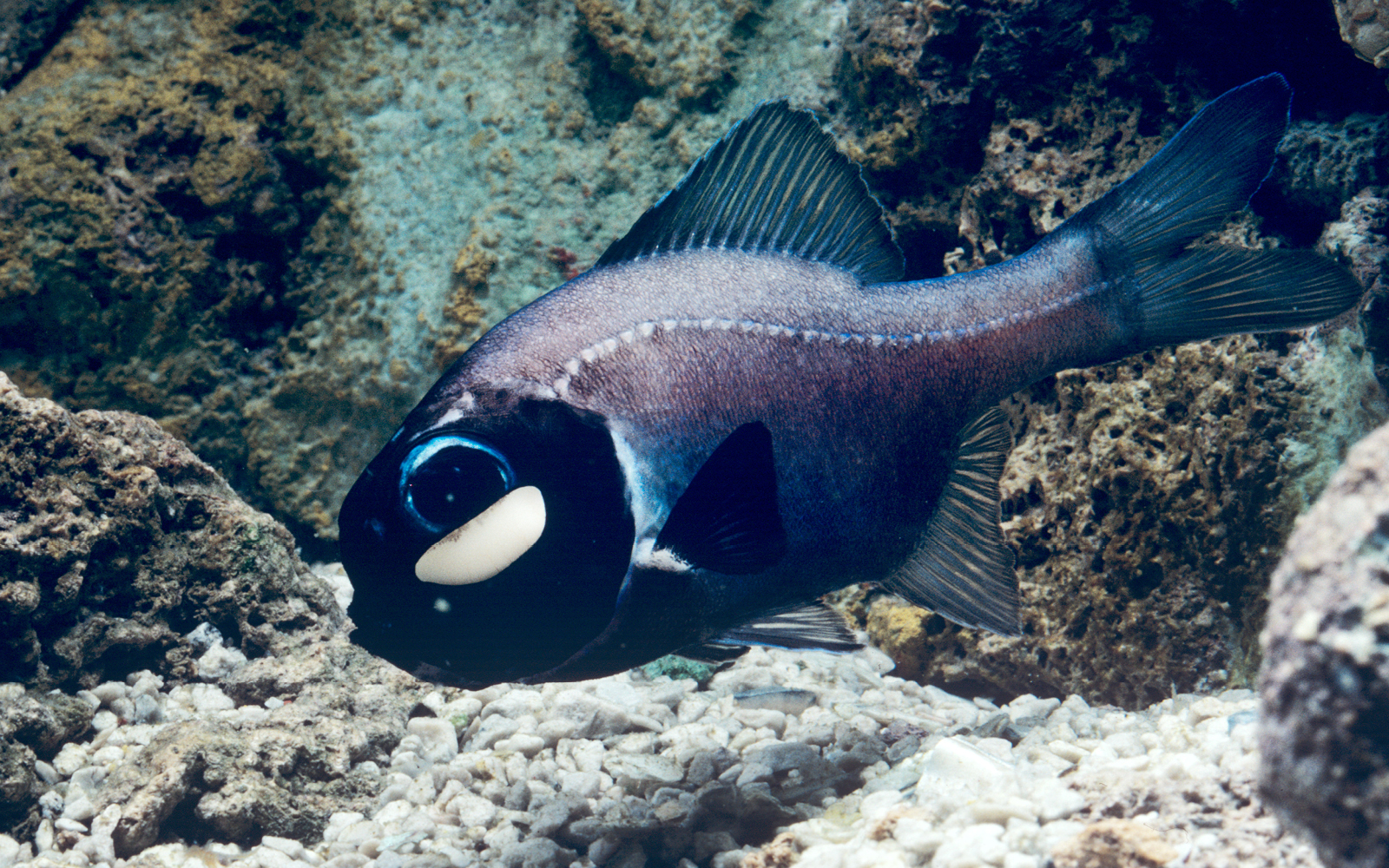 Flashlightfish | Shedd Aquarium