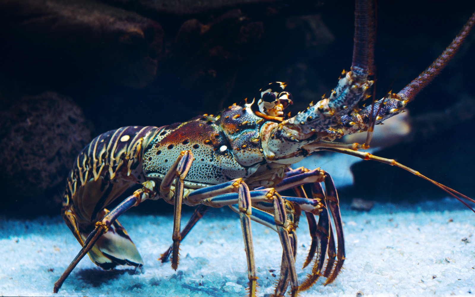 Crustaceans | Shedd Aquarium