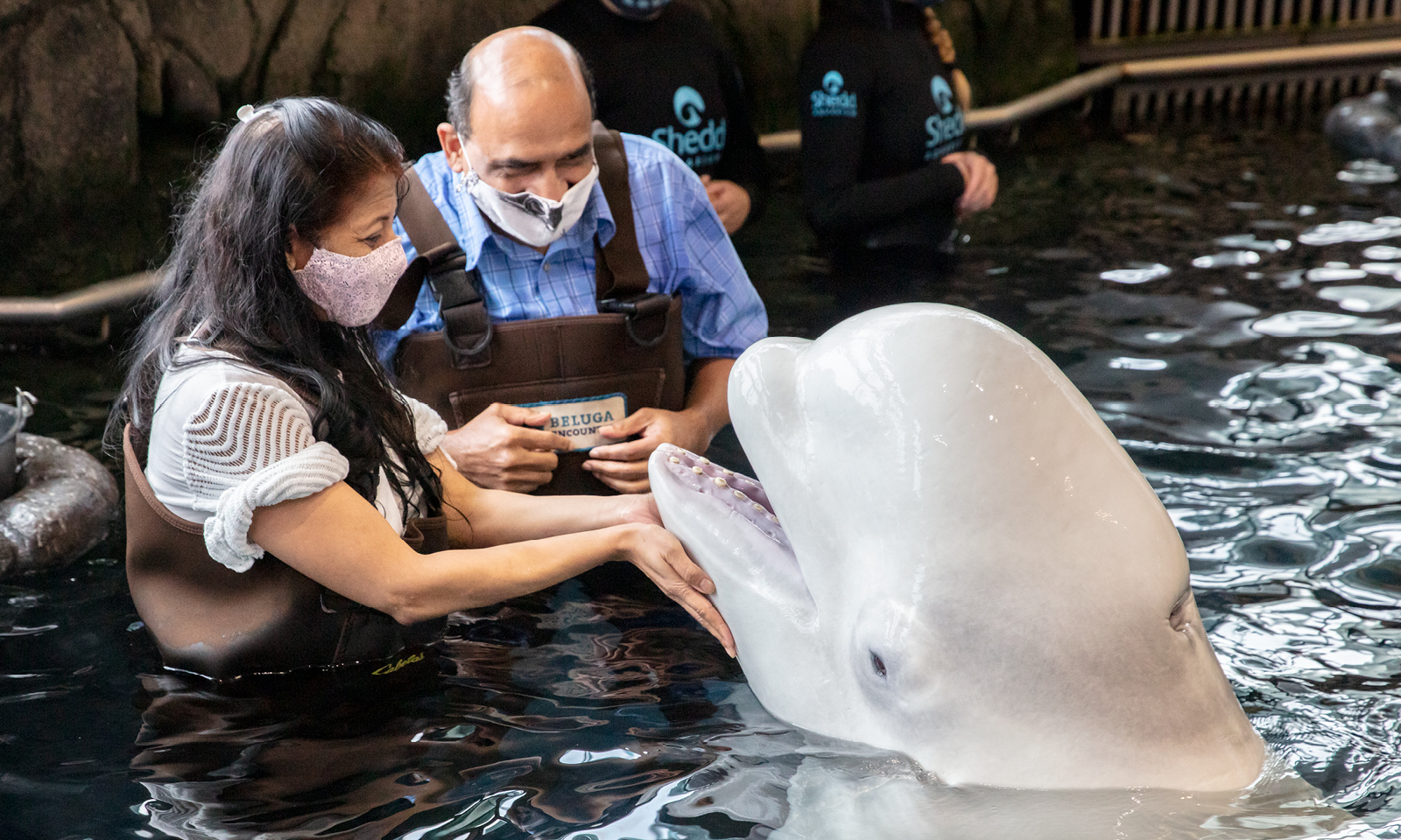Beluga Encounter | Shedd Aquarium
