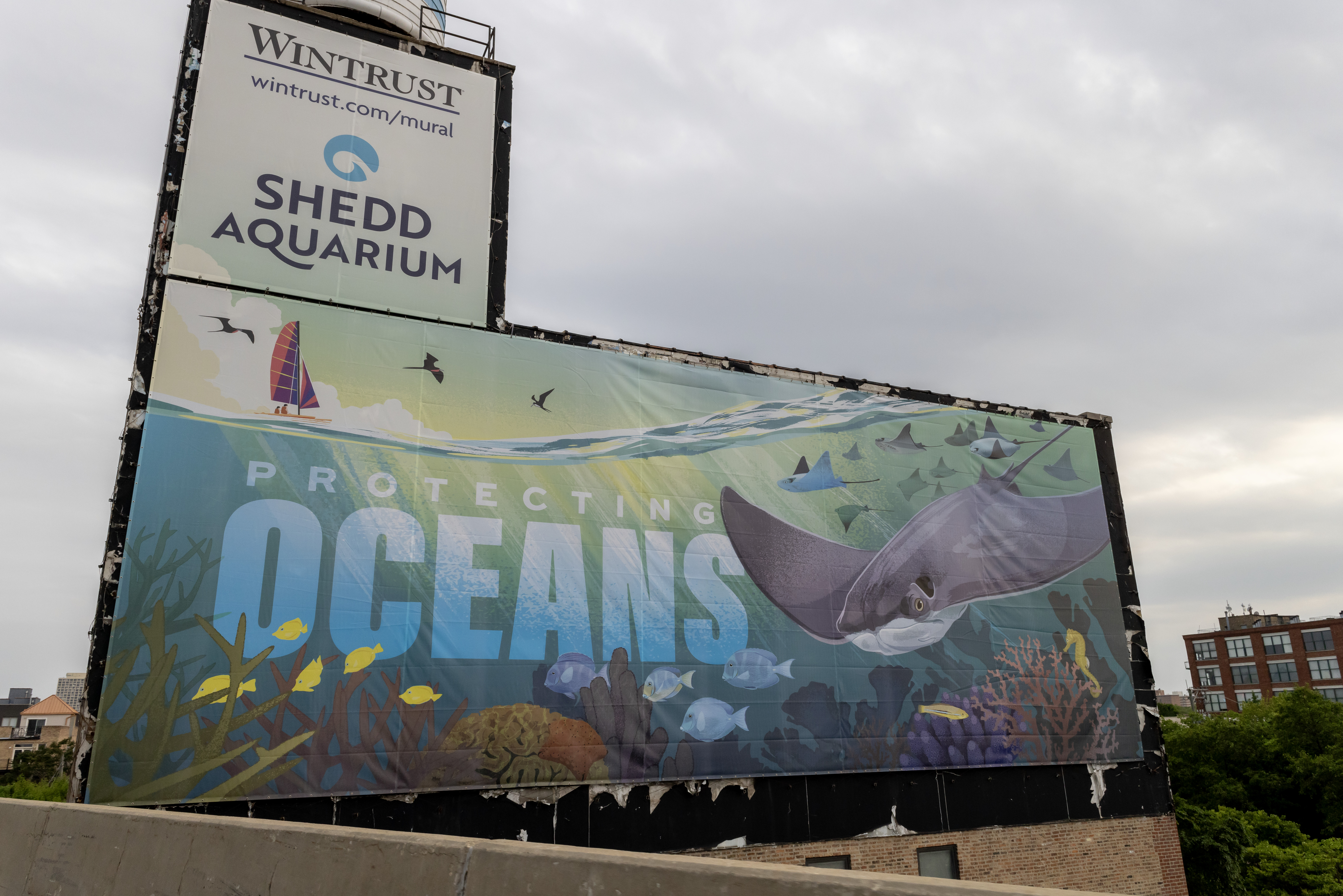 New Murals from Shedd Aquarium Celebrate Aquatic Life Just in Time for ...