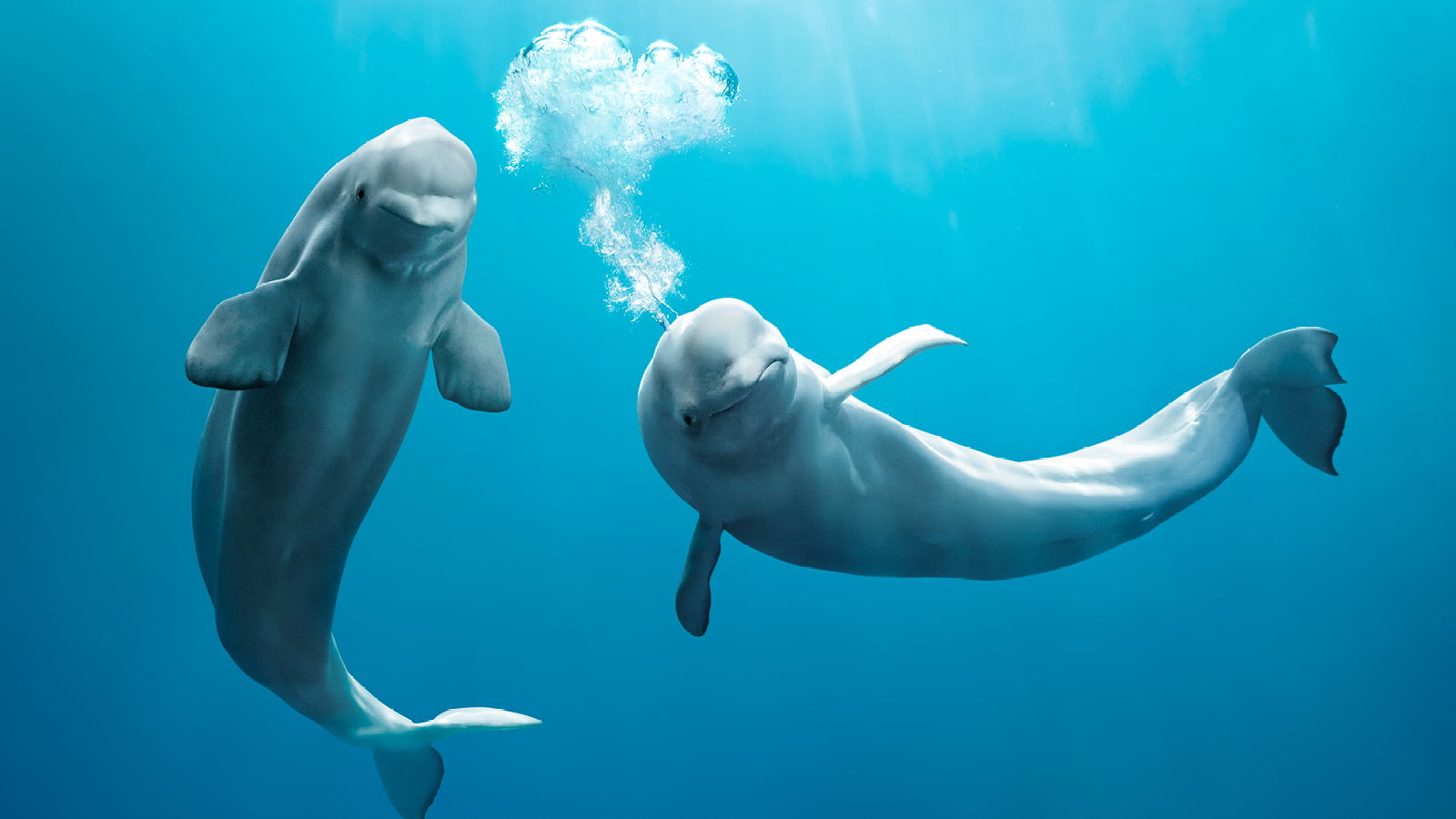 Plan a Visit to Shedd | Shedd Aquarium