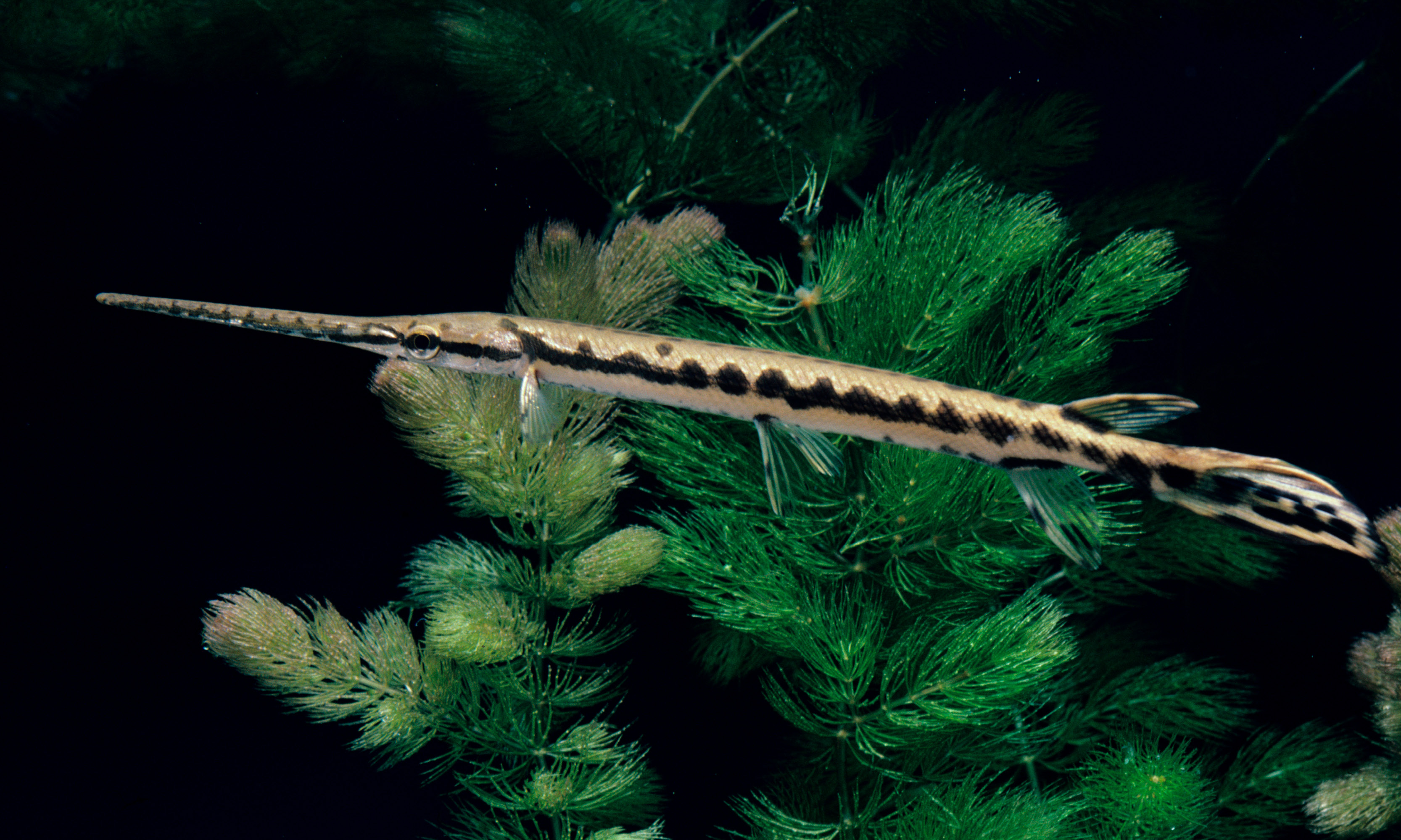 Creature Feature: Hidden Value of the Longnose Gar | Shedd Aquarium