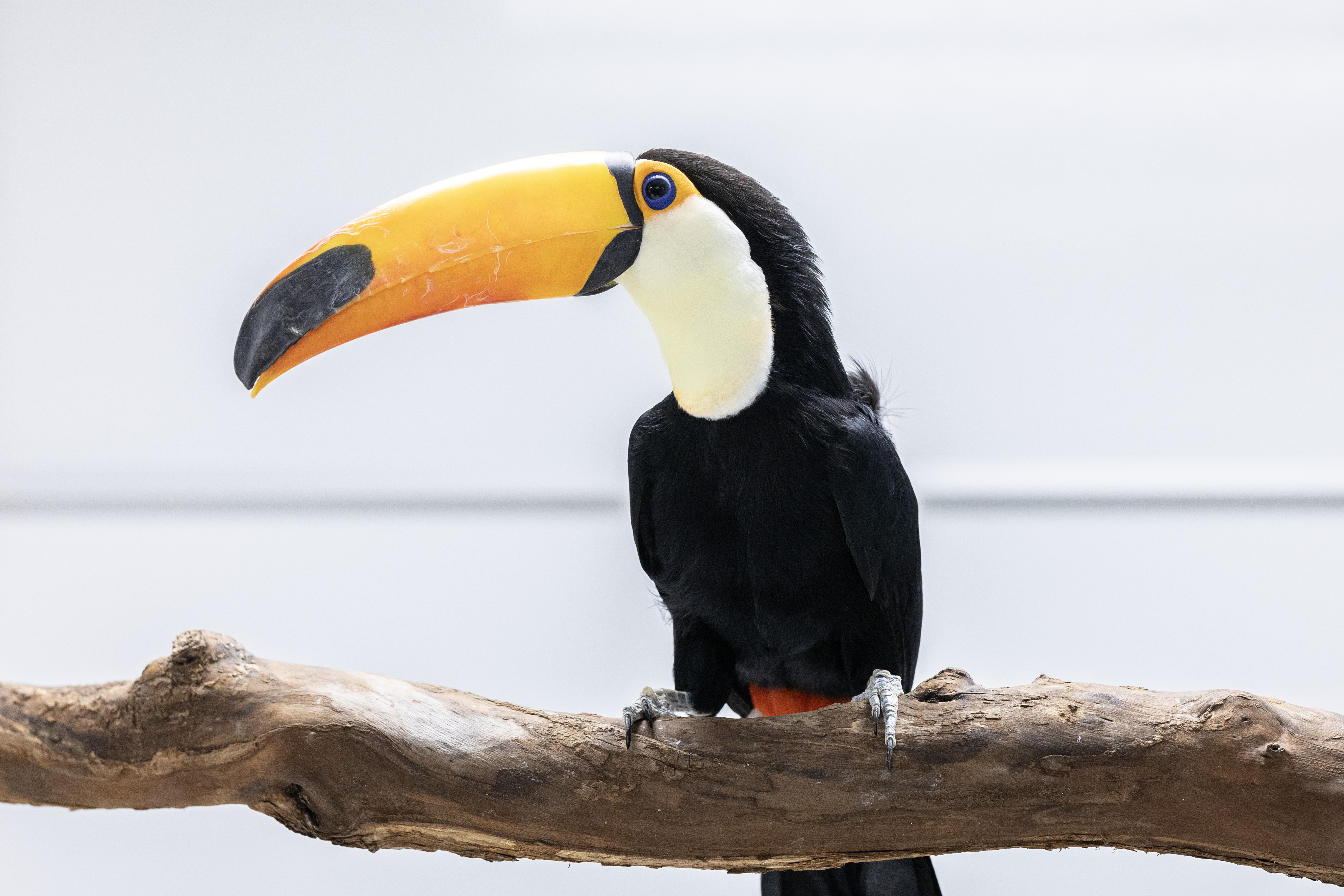 A Toco Toucan, Artie, Joins Engagement Animals Behind the Scenes at ...