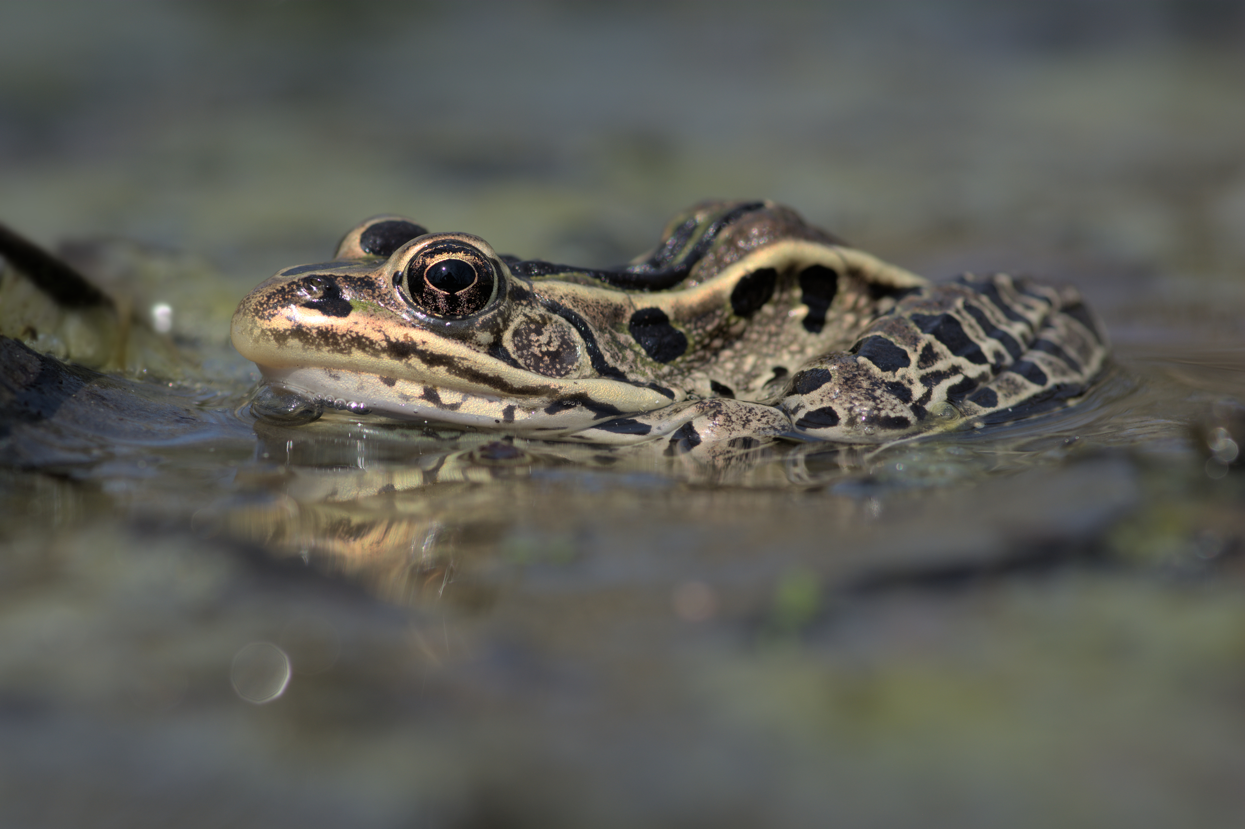 Amphibian Week Shines a Light on the Importance of Wetlands | Shedd ...