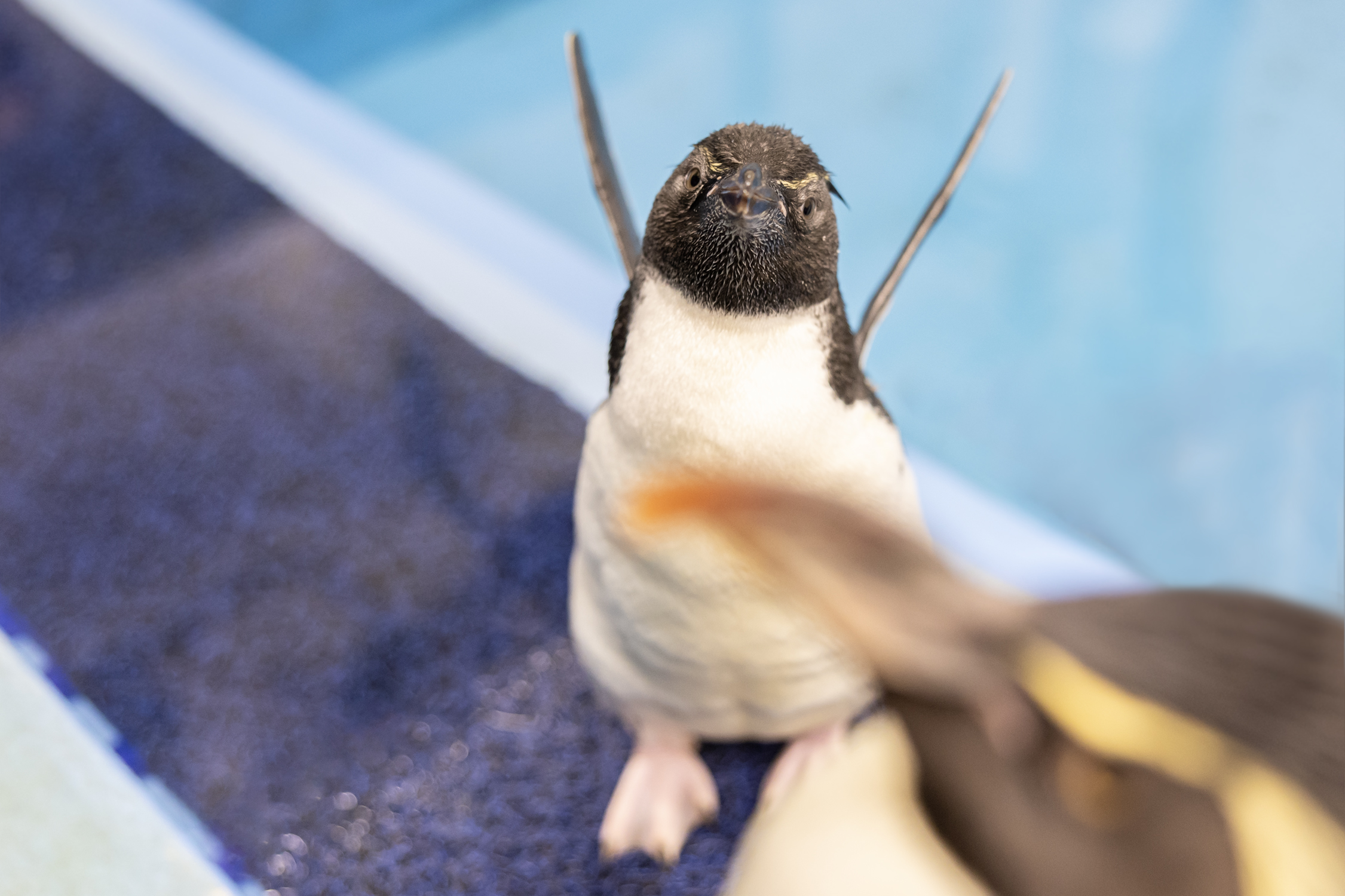 Rockhopper Penguin Chick Takes First Swim and Joins the Colony at Shedd ...