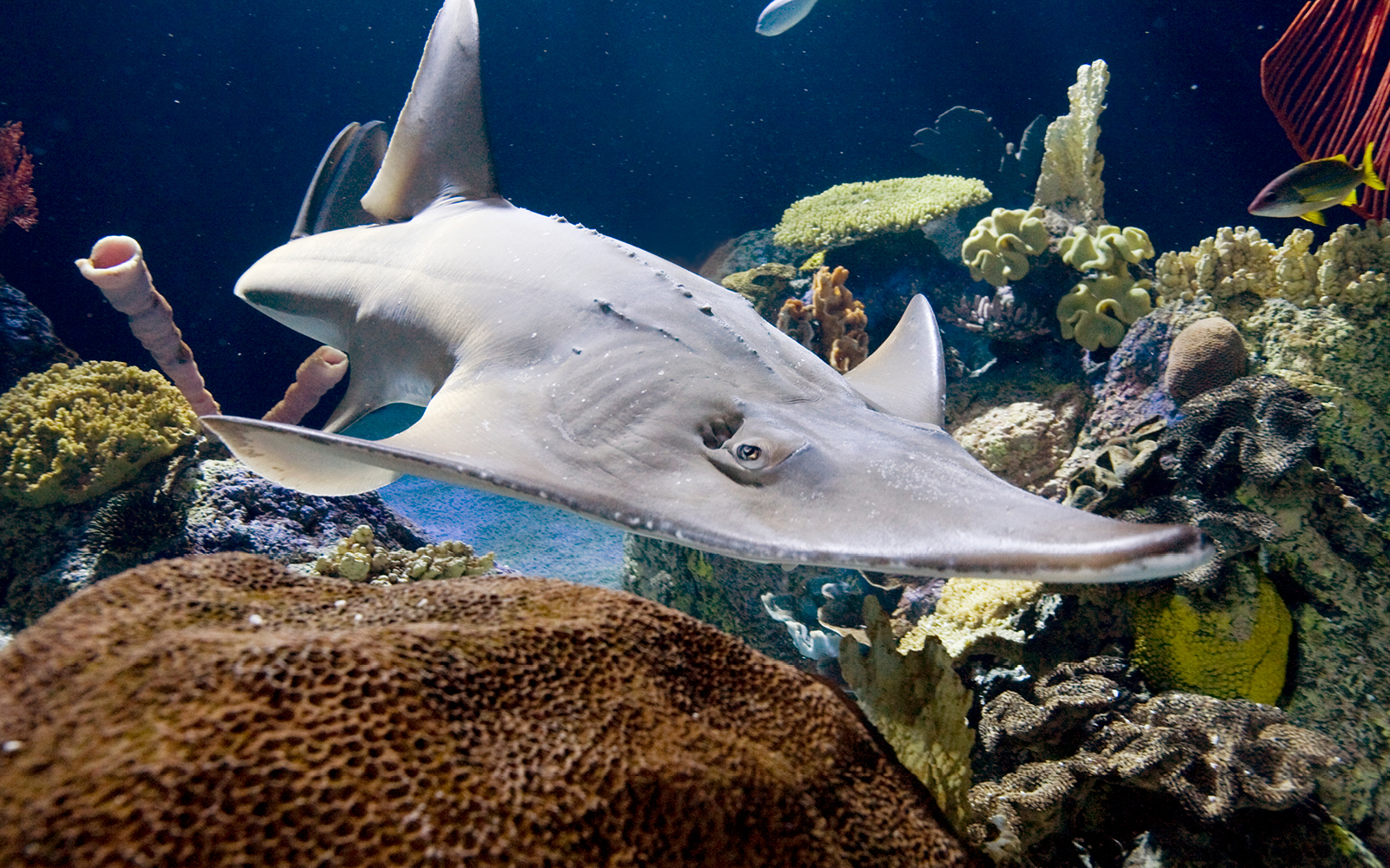A Lifetime of Discovery | Shedd Aquarium