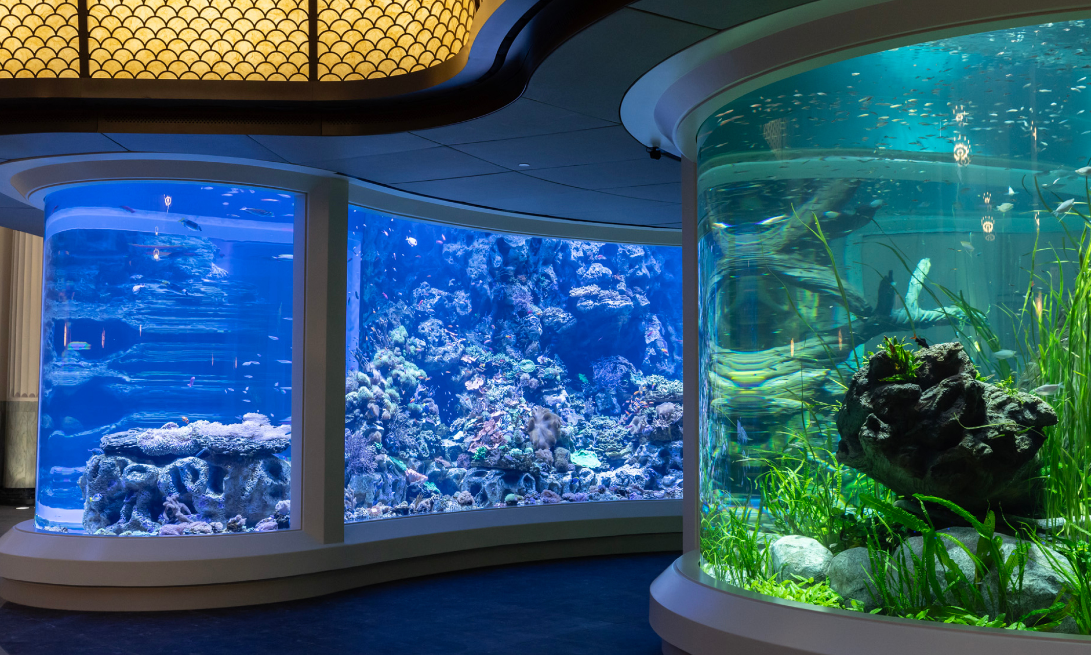 Shedd Aquarium’s Historic Rotunda Reimagined as the Wonder of Water ...