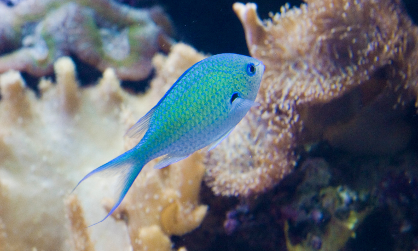 Shedd Aquarium and Partners Team Up to Advance Marine Fish Aquaculture ...