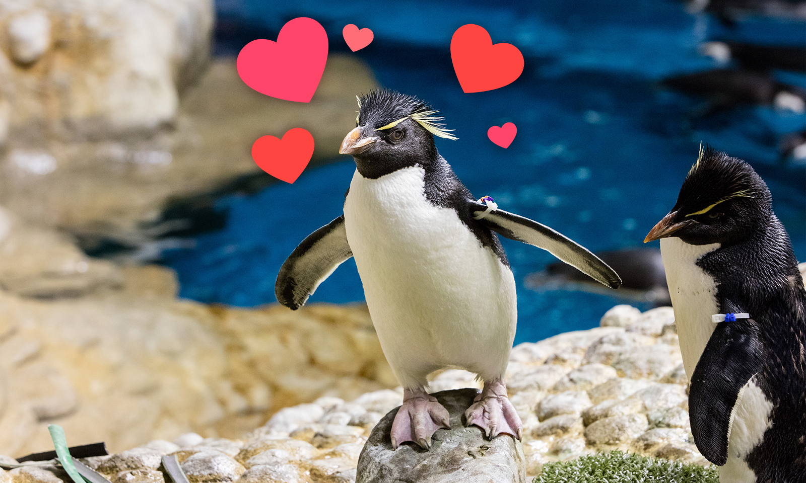 2023 Shedd Aquarium Gift Guide | Shedd Aquarium
