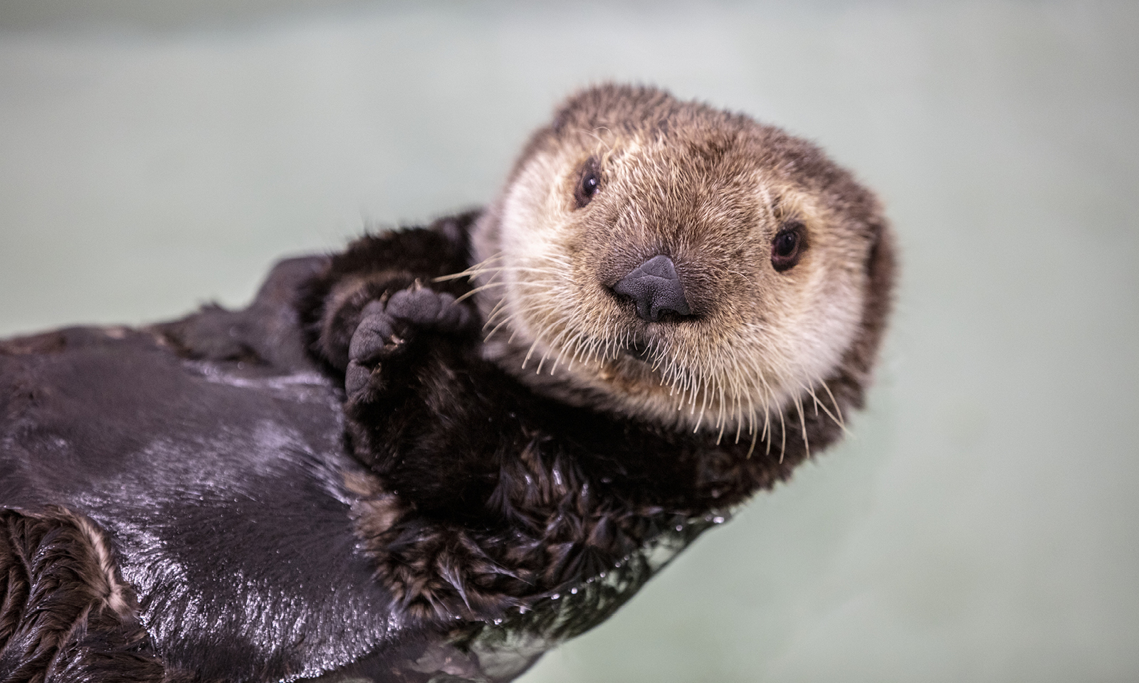 Shedd Aquarium Mourns Loss of Northern Sea Otter | Shedd Aquarium