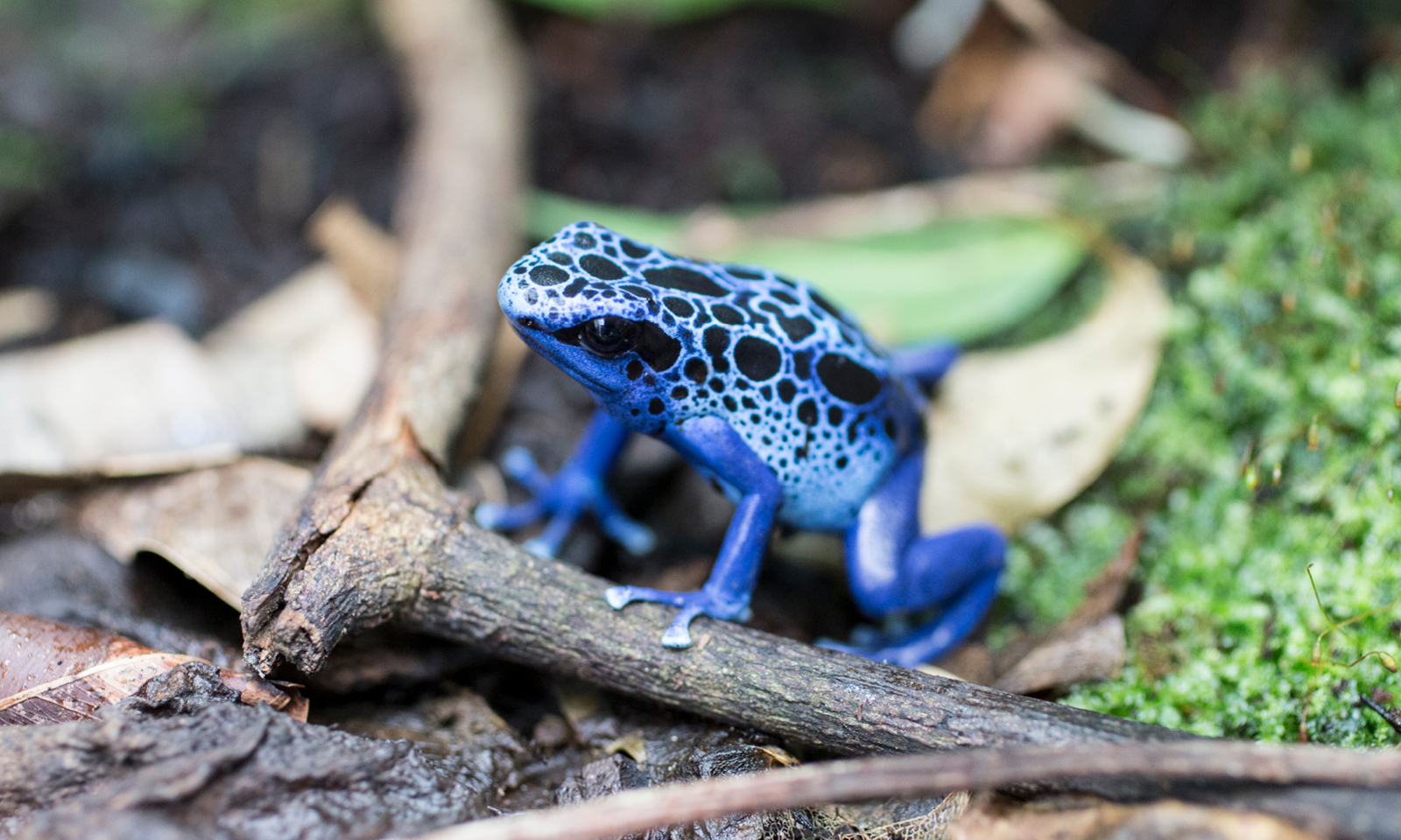 Leaf-Like Frogs Make an Appearance at Shedd Aquarium For National Frog ...
