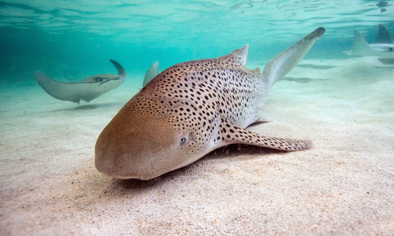 New Study from Shedd Aquarium and Field Museum Documents "Virgin Birth ...