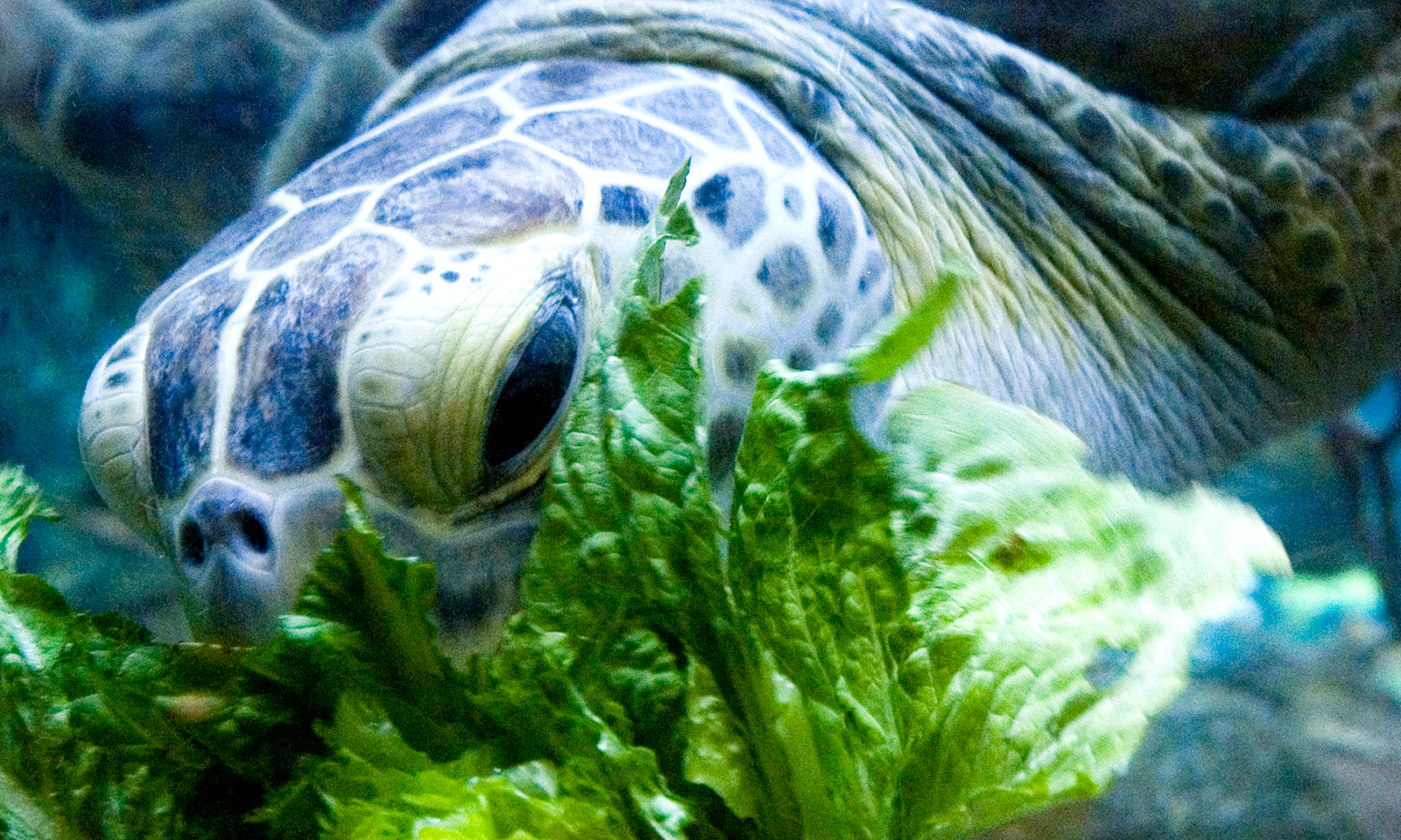 New Must See Tour Launches at Shedd Aquarium | Shedd Aquarium