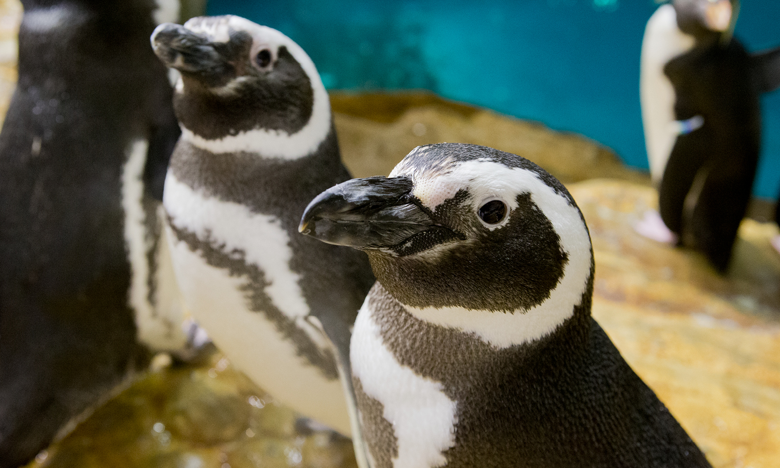 Animal Spotlights | Shedd Aquarium