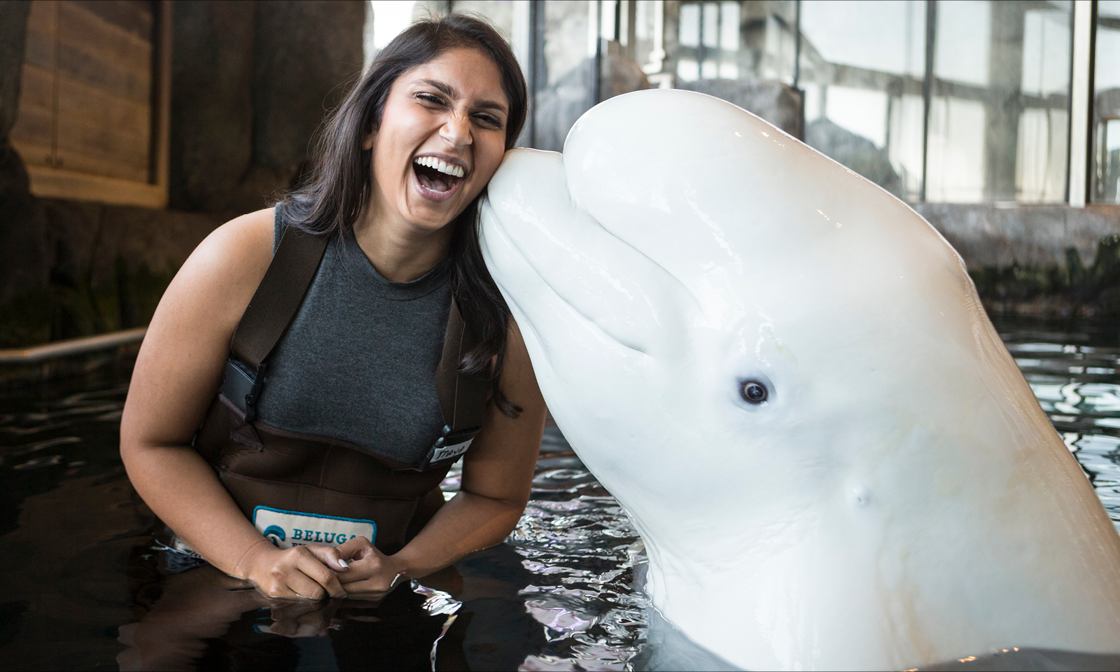 Beluga Encounter | Shedd Aquarium